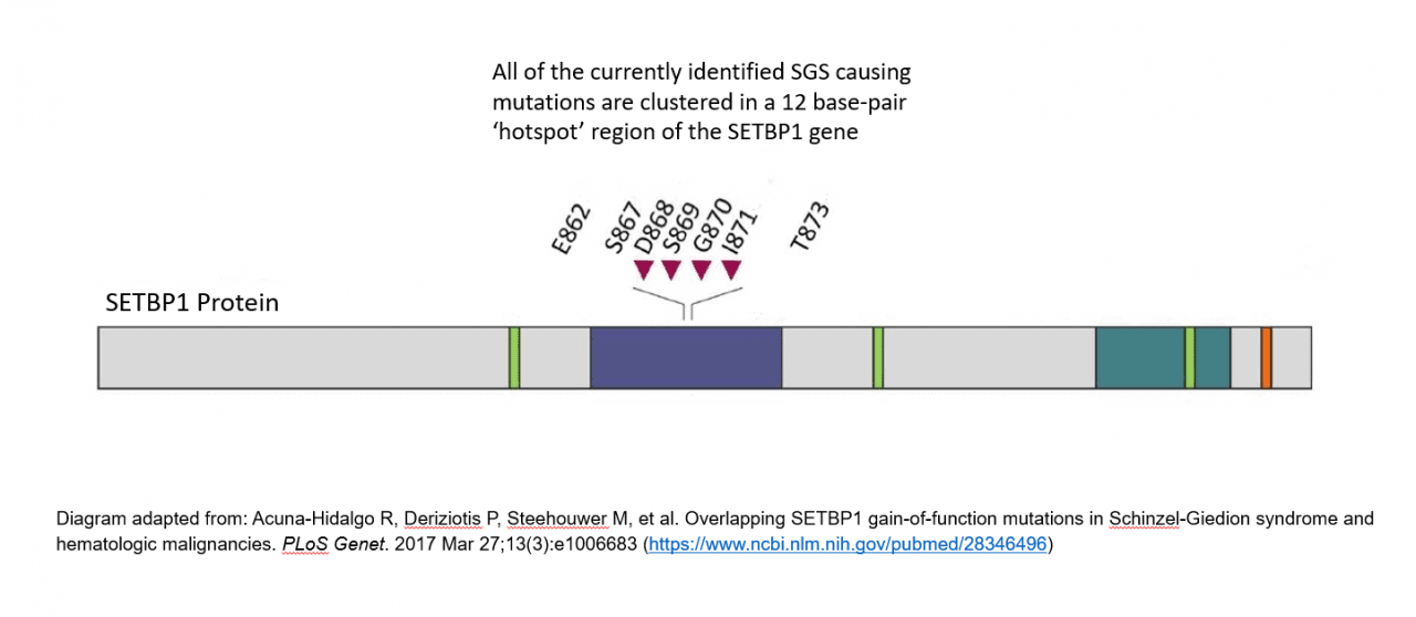 About SGS - Schinzel-Giedion Syndrome Foundation